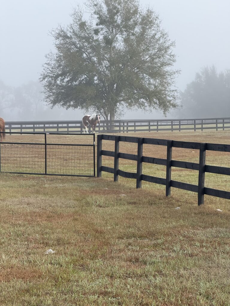 Meet the Rescue Horses - Unique Diamond Horse Sanctuary